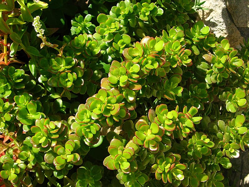 These 22 Exotic Jade Plants Will Transform Your Space | Succulent Alley