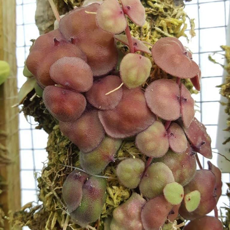 16 Types of Dischidia Succulents (With Pictures) | Succulent Alley