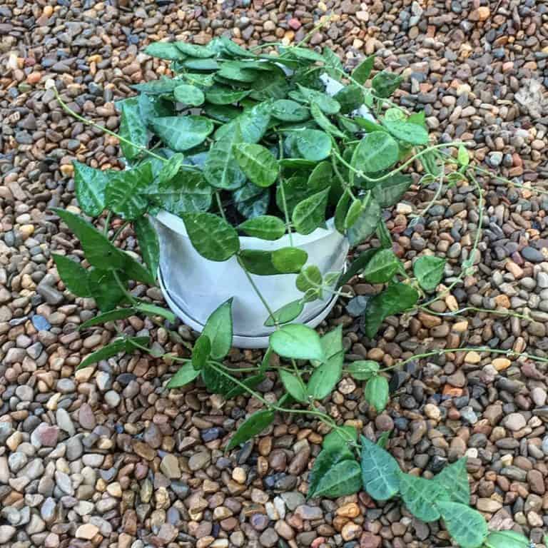 16 Types of Dischidia Succulents (With Pictures) | Succulent Alley