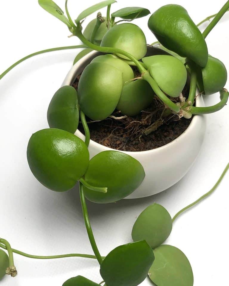 16 Types of Dischidia Succulents (With Pictures) | Succulent Alley