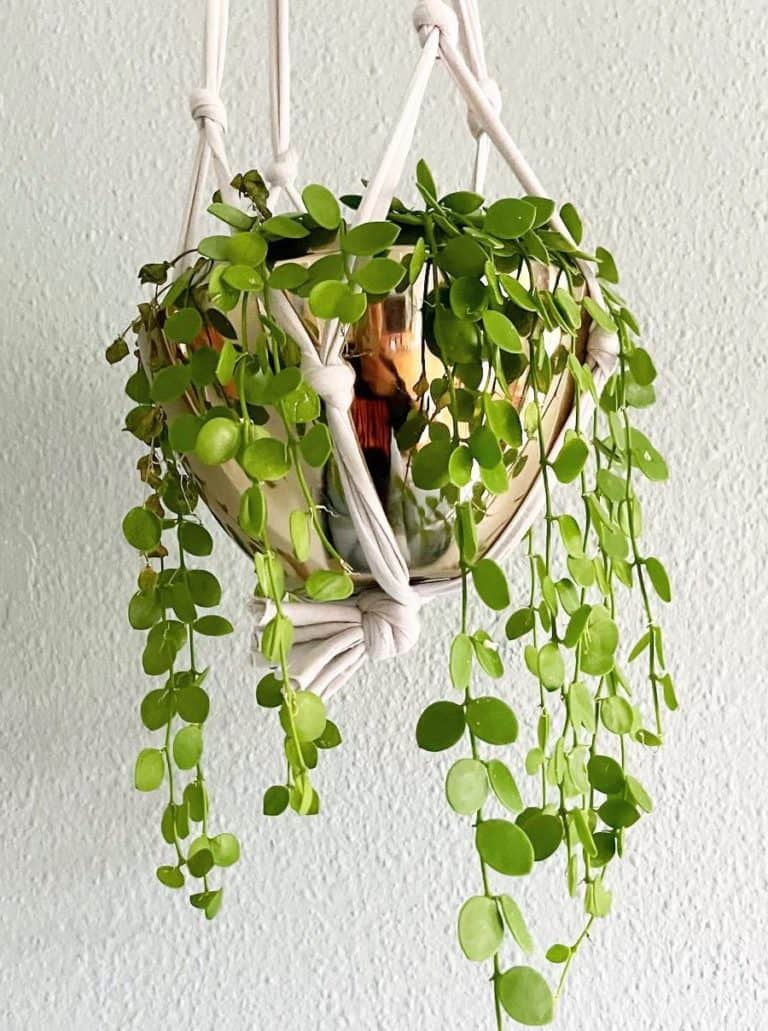 16 Types of Dischidia Succulents (With Pictures) | Succulent Alley