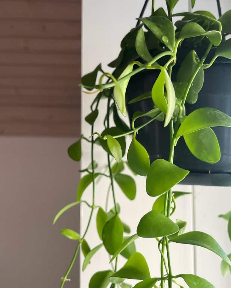 16 Types of Dischidia Succulents (With Pictures) | Succulent Alley