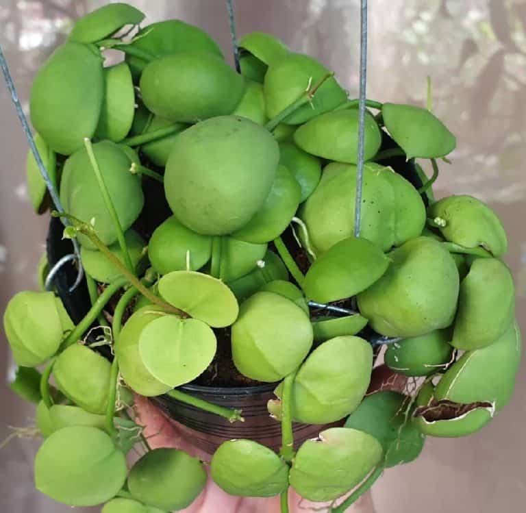 16 Types of Dischidia Succulents (With Pictures) | Succulent Alley