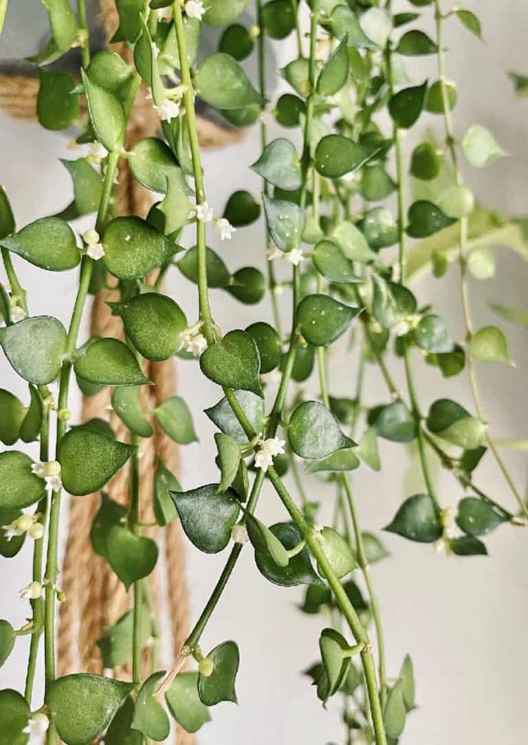 16 Types of Dischidia Succulents (With Pictures) | Succulent Alley