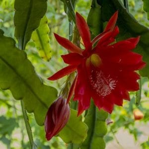 Disocactus Delights: 16 Jaw-Dropping Cacti You Need to See | Succulent ...