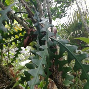 Disocactus Delights: 16 Jaw-Dropping Cacti You Need to See | Succulent ...