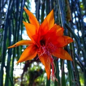 Disocactus Delights: 16 Jaw-Dropping Cacti You Need to See | Succulent ...
