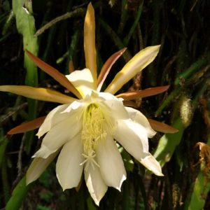 Disocactus Delights: 16 Jaw-Dropping Cacti You Need to See | Succulent ...