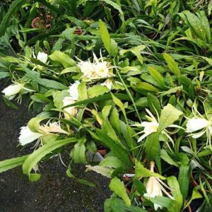 Disocactus Delights: 16 Jaw-Dropping Cacti You Need to See | Succulent ...