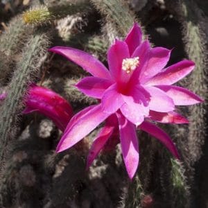 Disocactus Delights: 16 Jaw-Dropping Cacti You Need to See | Succulent ...