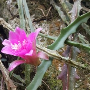 Disocactus Delights: 16 Jaw-Dropping Cacti You Need to See | Succulent ...