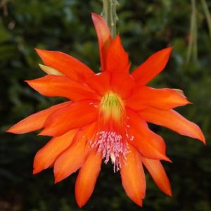 Disocactus Delights: 16 Jaw-Dropping Cacti You Need to See | Succulent ...