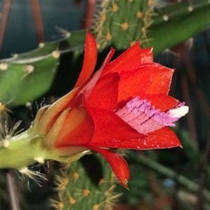 Disocactus Delights: 16 Jaw-Dropping Cacti You Need to See | Succulent ...