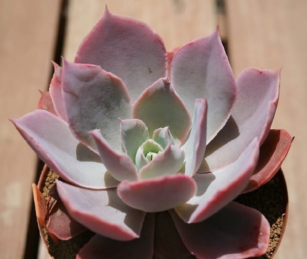 24 Exquisite Pink Succulent Plants: Nature's Artistry on Display ...