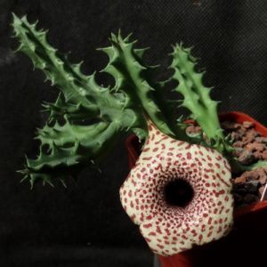 Huernia Succulents 101: 46 Types and Care Instructions | Succulent Alley