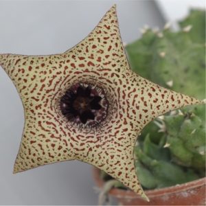 Huernia Succulents 101: 46 Types and Care Instructions | Succulent Alley