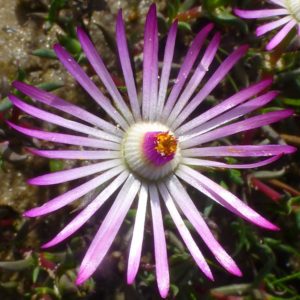 Lampranthus Succulents: 67 Varieties to Elevate Your Garden | Succulent ...