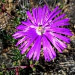 Lampranthus Succulents: 67 Varieties to Elevate Your Garden | Succulent ...