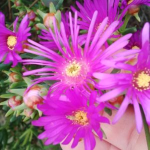 Lampranthus Succulents: 67 Varieties to Elevate Your Garden | Succulent ...