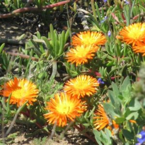 Lampranthus Succulents: 67 Varieties to Elevate Your Garden | Succulent ...