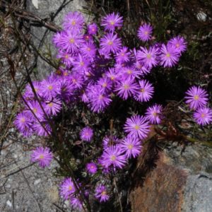 Lampranthus Succulents: 67 Varieties to Elevate Your Garden | Succulent ...