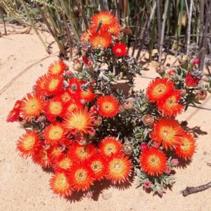 Lampranthus Succulents: 67 Varieties to Elevate Your Garden | Succulent ...