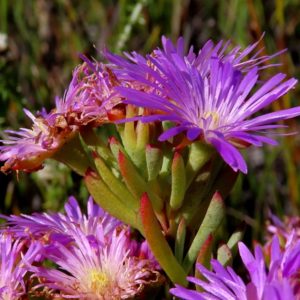 Lampranthus Succulents: 67 Varieties to Elevate Your Garden | Succulent ...