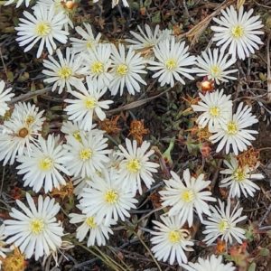 Lampranthus Succulents: 67 Varieties to Elevate Your Garden | Succulent ...