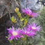 Lampranthus Succulents: 67 Varieties to Elevate Your Garden | Succulent ...