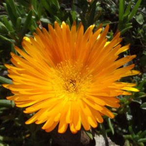 Lampranthus Succulents: 67 Varieties to Elevate Your Garden | Succulent ...