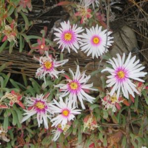 Lampranthus Succulents: 67 Varieties to Elevate Your Garden | Succulent ...