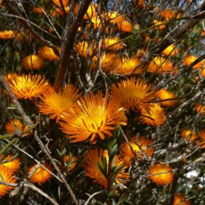 Lampranthus Succulents: 67 Varieties to Elevate Your Garden | Succulent ...