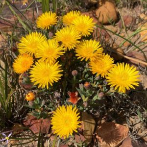 Lampranthus Succulents: 67 Varieties to Elevate Your Garden | Succulent ...