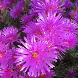 Lampranthus Succulents: 67 Varieties to Elevate Your Garden | Succulent ...
