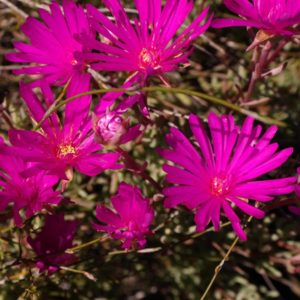 Lampranthus Succulents: 67 Varieties to Elevate Your Garden | Succulent ...