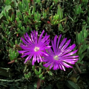 Lampranthus Succulents: 67 Varieties to Elevate Your Garden | Succulent ...