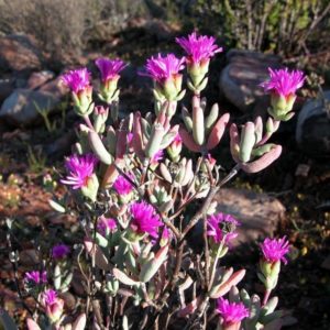 Lampranthus Succulents: 67 Varieties to Elevate Your Garden | Succulent ...