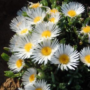 Lampranthus Succulents: 67 Varieties to Elevate Your Garden | Succulent ...