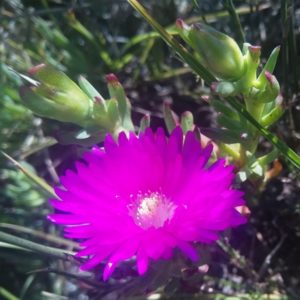 Lampranthus Succulents: 67 Varieties to Elevate Your Garden | Succulent ...