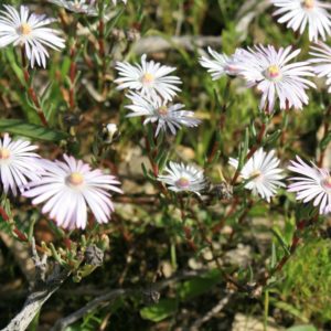 Lampranthus Succulents: 67 Varieties to Elevate Your Garden | Succulent ...