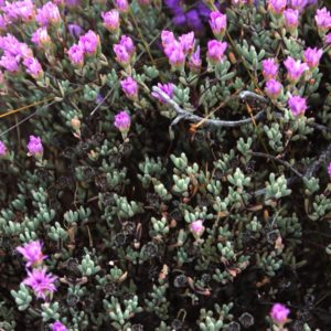 Lampranthus Succulents: 67 Varieties to Elevate Your Garden | Succulent ...