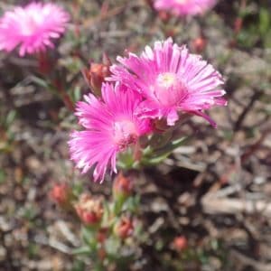 Lampranthus Succulents: 67 Varieties to Elevate Your Garden | Succulent ...
