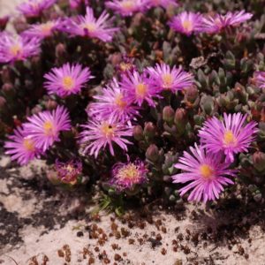 Lampranthus Succulents: 67 Varieties to Elevate Your Garden | Succulent ...