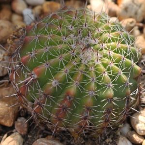 64 Parodia Cacti You Need to Grow (With Stunning Photos) | Succulent Alley