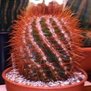 64 Parodia Cacti You Need to Grow (With Stunning Photos) | Succulent Alley