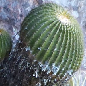64 Parodia Cacti You Need to Grow (With Stunning Photos) | Succulent Alley