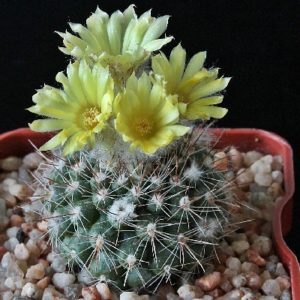64 Parodia Cacti You Need to Grow (With Stunning Photos) | Succulent Alley