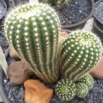 64 Parodia Cacti You Need to Grow (With Stunning Photos) | Succulent Alley