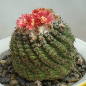 64 Parodia Cacti You Need to Grow (With Stunning Photos) | Succulent Alley