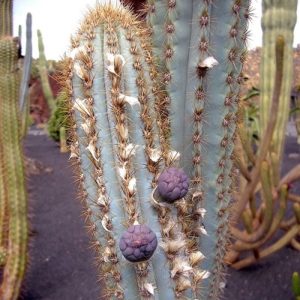 44 Pilosocereus Cacti Types: Identification and Care Instructions ...
